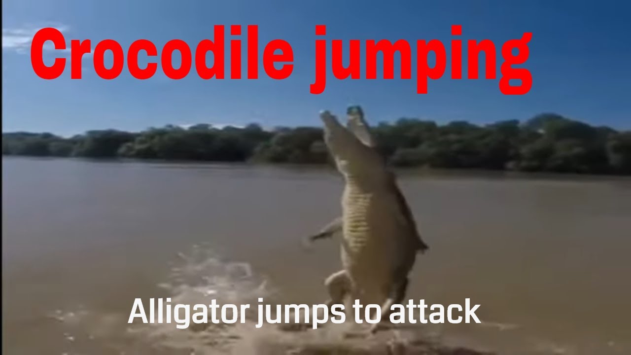 CROCODILE JUMPS - YouTube