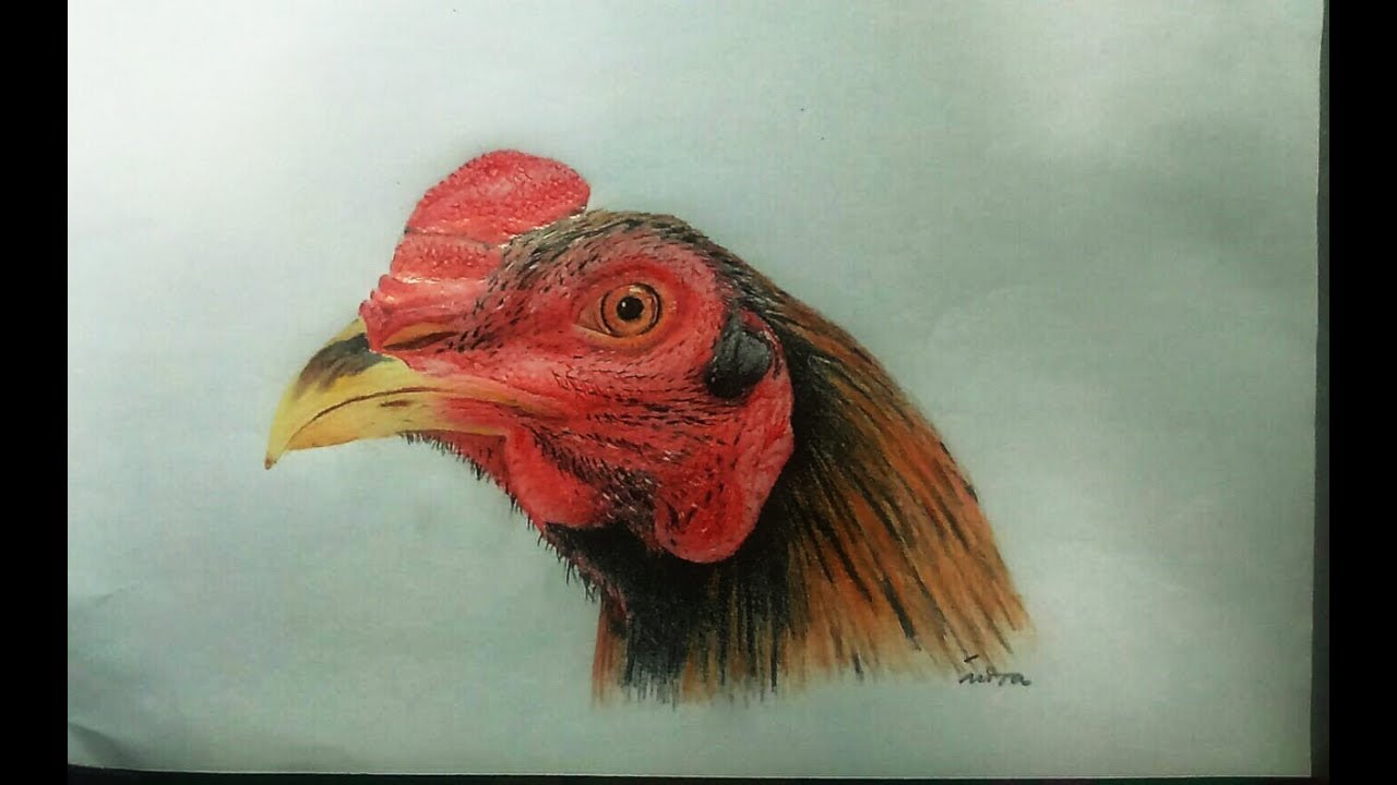 Cara menggambar realis kepala Ayam Jago, (Time Lapse) How to draw a ...