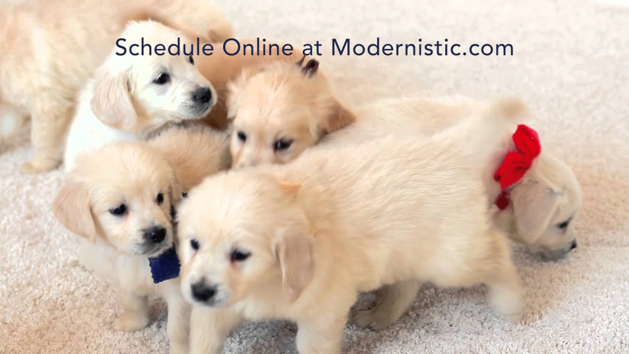 Modernistic - Cute Puppies - YouTube