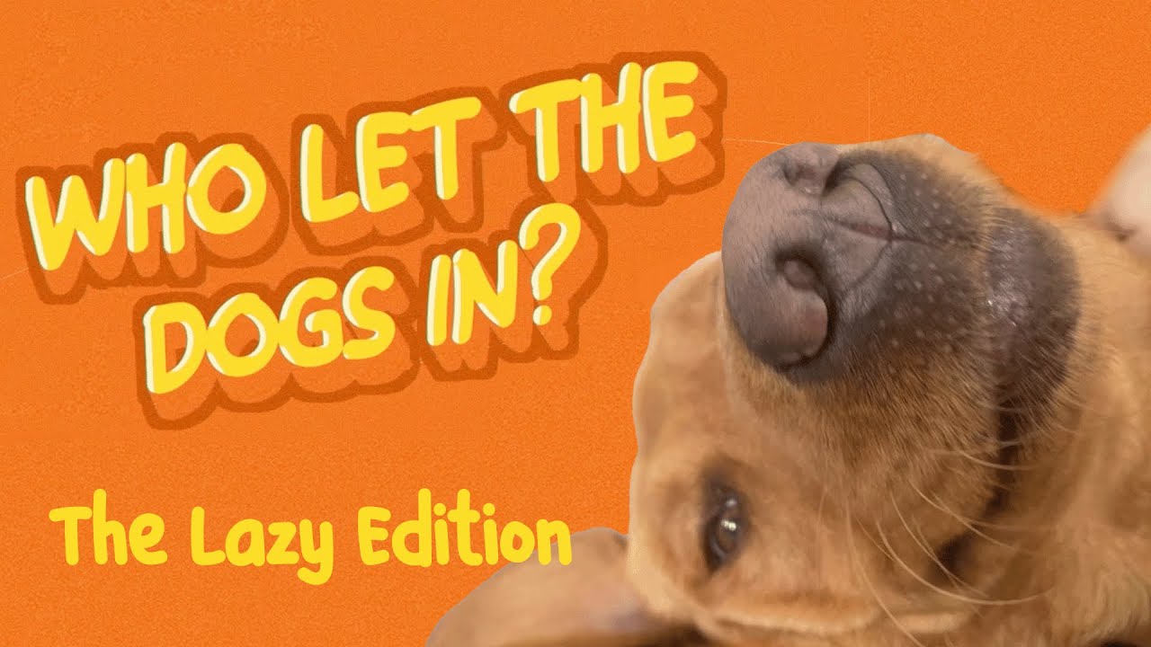 Who Let The Dogs In - The Lazy Edition - YouTube