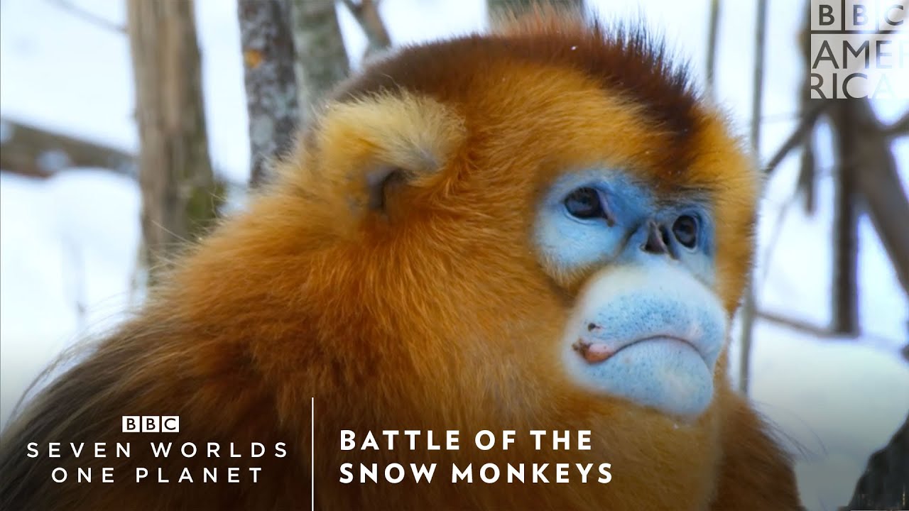 Battle of the Snow Monkeys | Seven Worlds, One Planet | BBC America ...