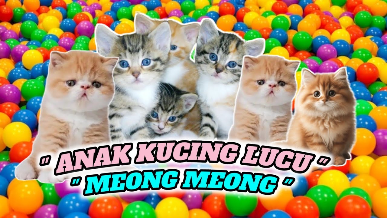 anak kucing lucu meong meong !! berantem sama tetangga - YouTube