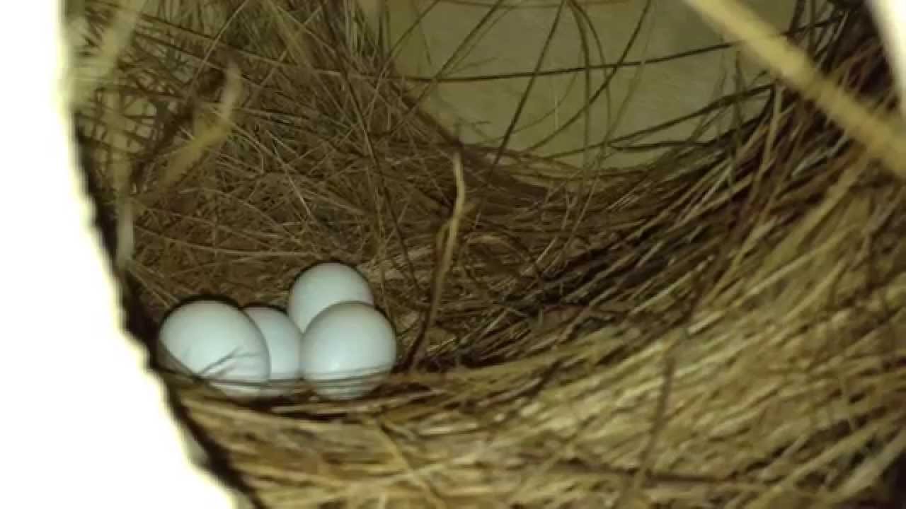 Java finches not keeping eggs warm - YouTube