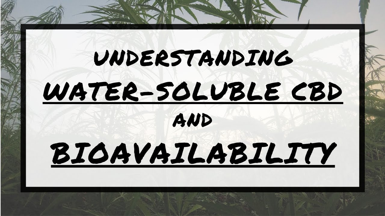 Understanding WATER SOLUBLE CBD and Bioavailability - YouTube