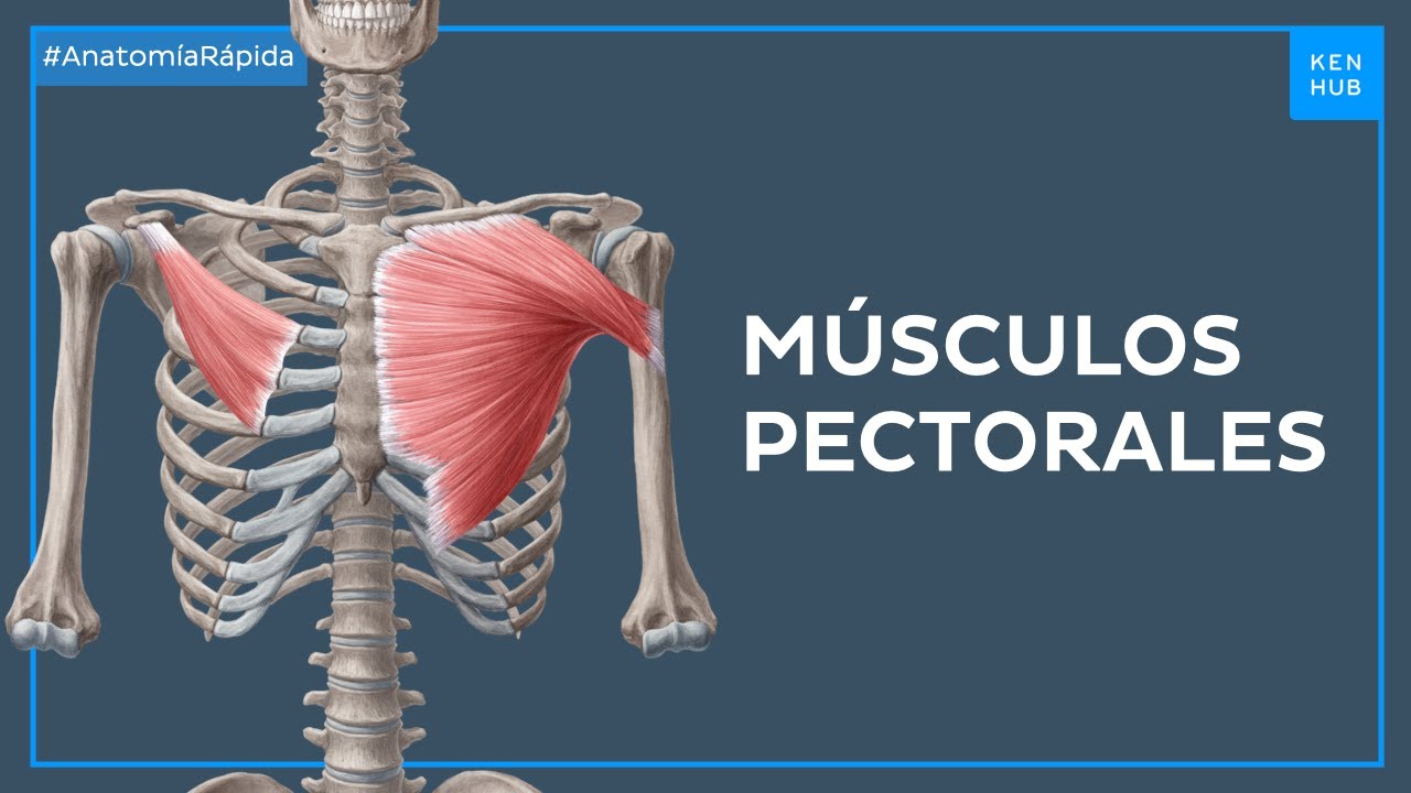 Músculo pectoral mayor y menor - Anatomía Fácil | Kenhub - YouTube