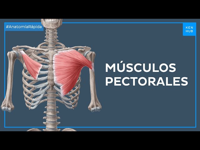 Músculos Del Cuerpo Humano Pecho