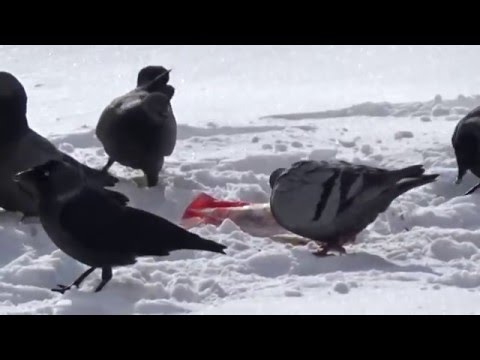 Karga ile güvercinin yemek kavgası
