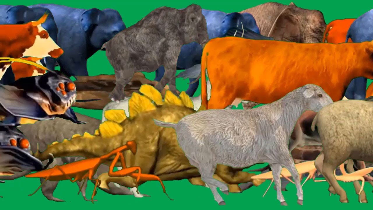 Animals Stampede Running and Walking Green Screen Blue Screen Black ...