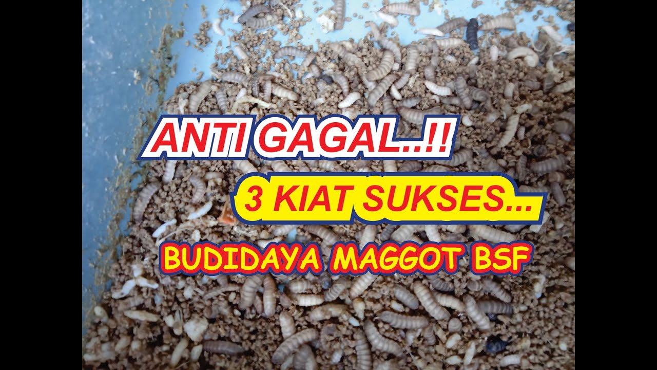 ANTI GAGAL.. 3 KIAT SUKSES budidaya MAGGOT BSF skala rumahan - YouTube