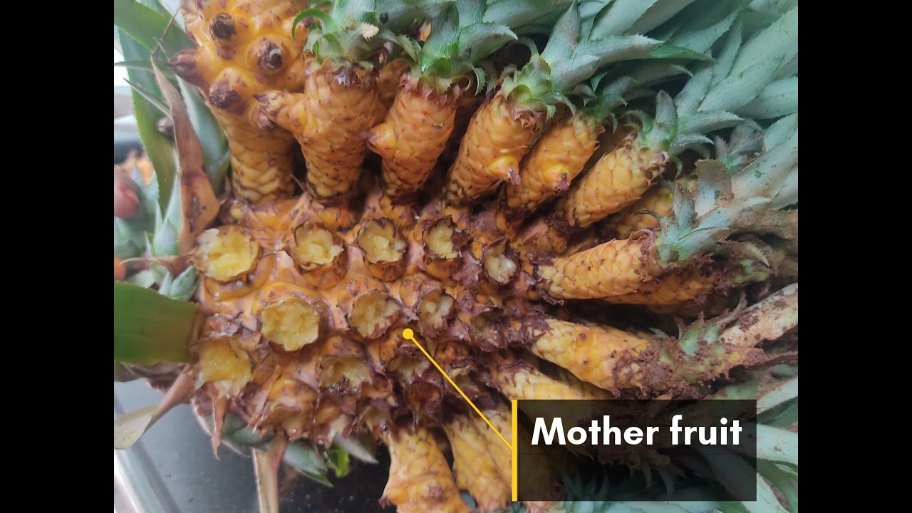Medusa pineapple. Miracle Fruit. exotic fruit. 100 fruit growing in a ...