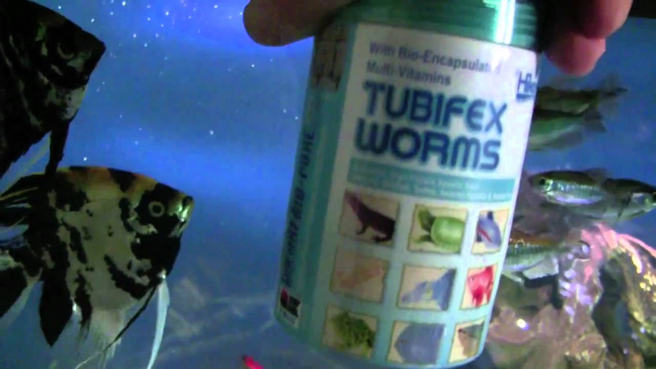 90 Gallon Aquarium - Feeding Angelfish, Torpedo Barbs, Congo Tetras ...