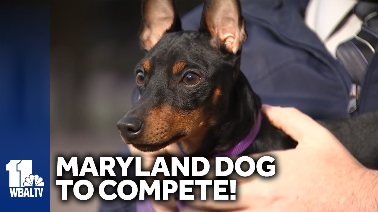 Maryland dog to compete in National Dog Show - YouTube