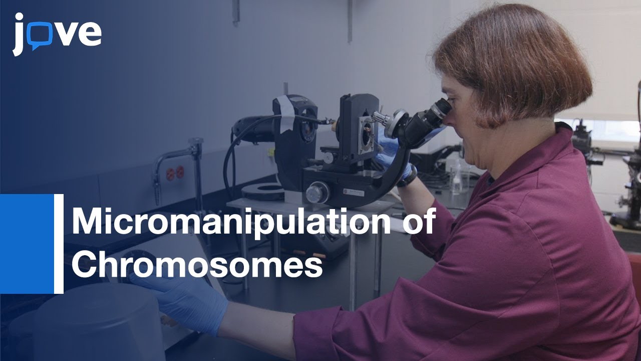 Micromanipulation of Chromosomes in Spermatocytes | Protocol Preview ...