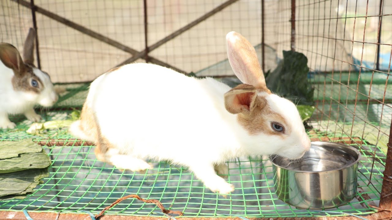 Khargosh Ko Kaise Pani Pilana Chahiye | Kya Khargosh Pani Pita Hain ...