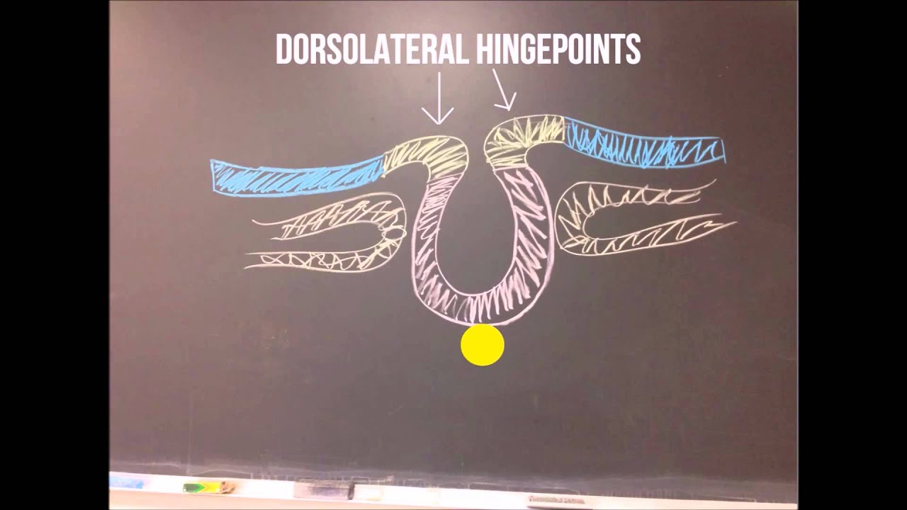 Primary Neurulation Chalk Talk - YouTube