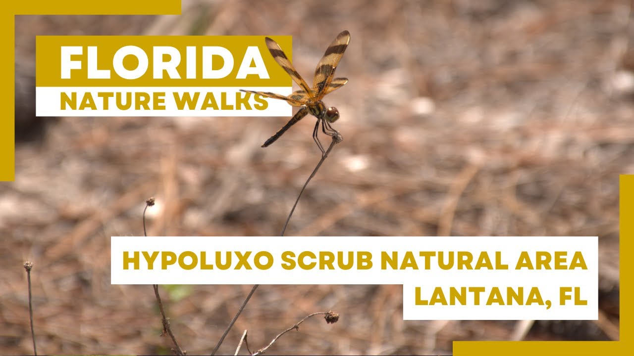 Discovering the Hidden Gems of Hypoluxo Natural Area - YouTube