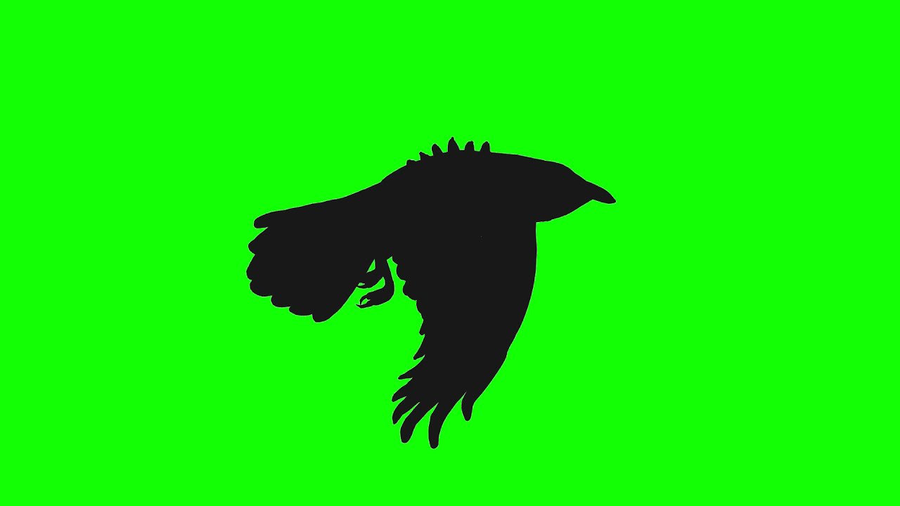 CROW BIRD ANIMATION GREEN SCREEN | CROW GREEN MATTE | CHROMA KEY | SKY ...