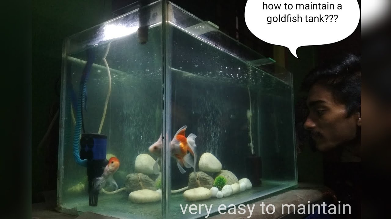 Maintain my goldfish tank | How to maintain a goldfish tank properly ...