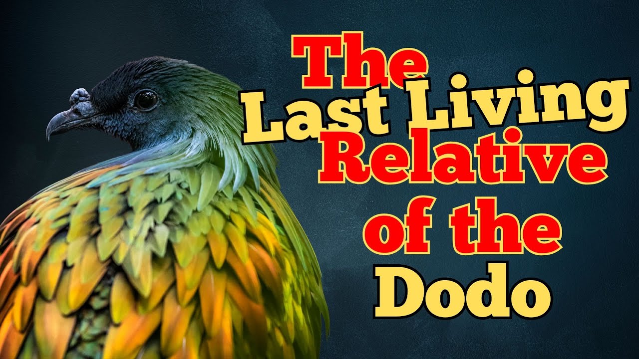 The Last Link to the Dodo… Still Alive Today! - YouTube