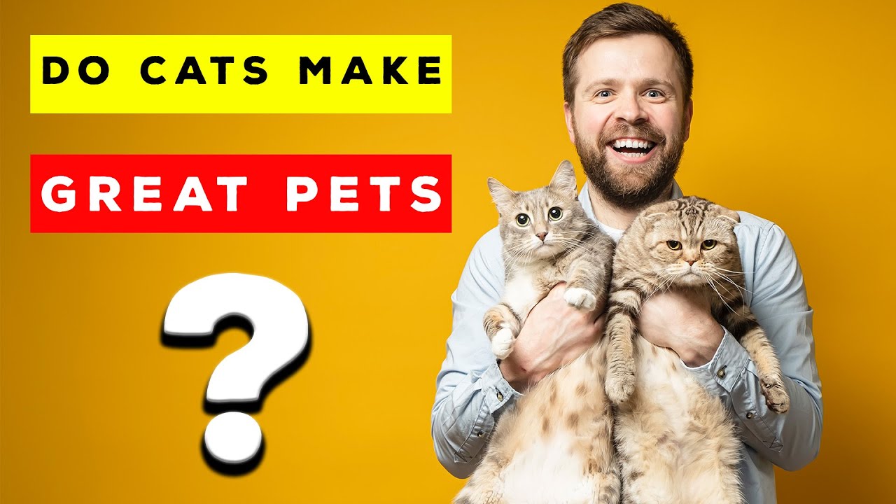 Why Cats Make Great Pets? - YouTube