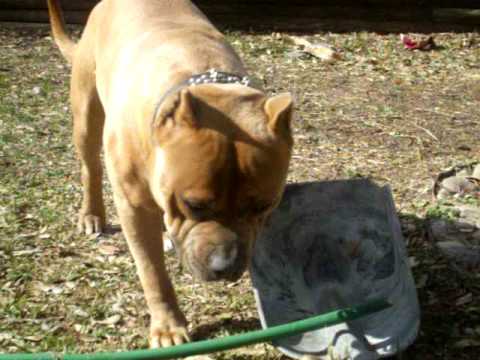 Texas Pitbull