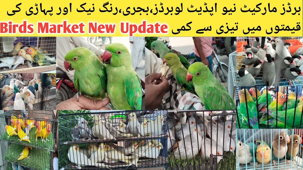 Friday Birds Market 06-09-2024 | Sunday Birds Market | Multan Birds ...