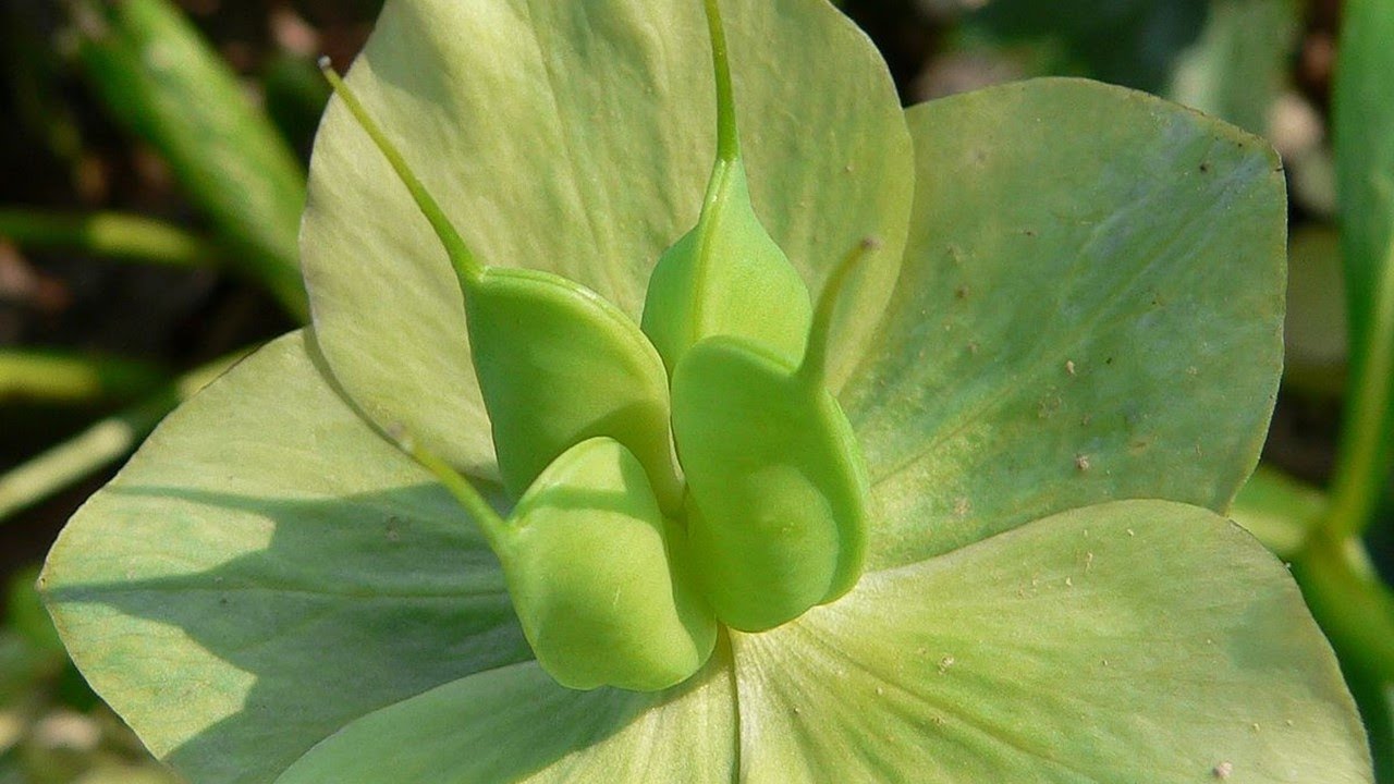 ¿Qué es el CARPELO de la FLOR? - YouTube