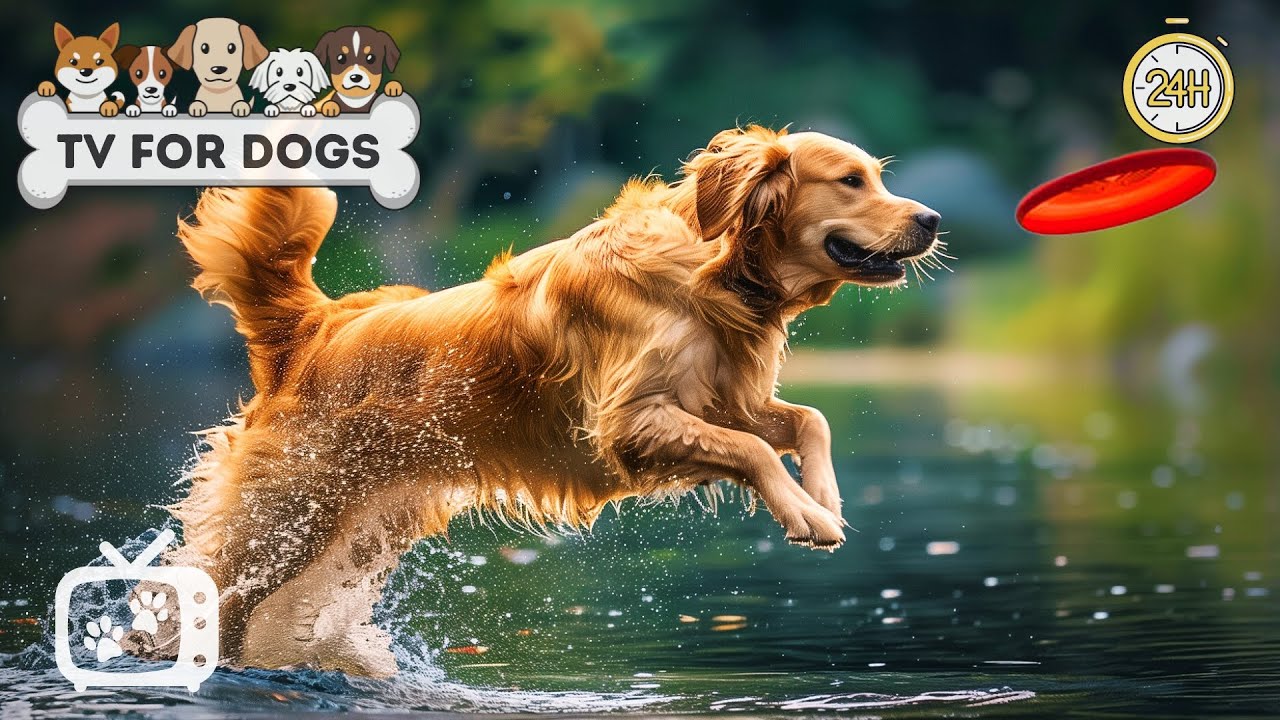 TV for Dogs: Best Entertainment Video for Dogs Relax & Relieve Anxiety ...