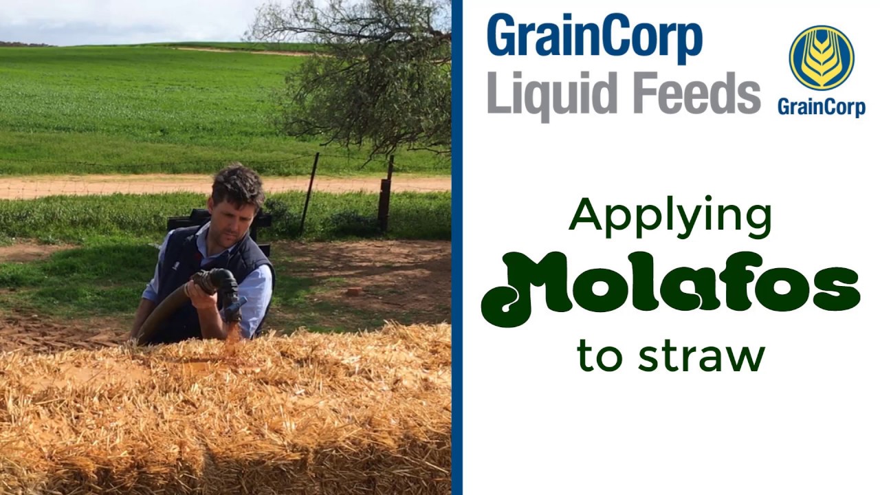 How to add Molafos to Straw Bales - YouTube