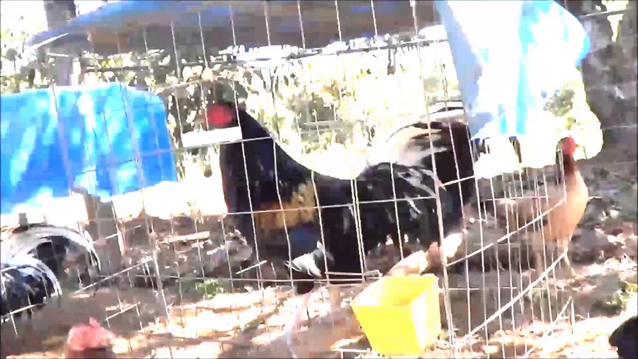 PURE BRASSBACK BUTCHER GALLOS - YouTube