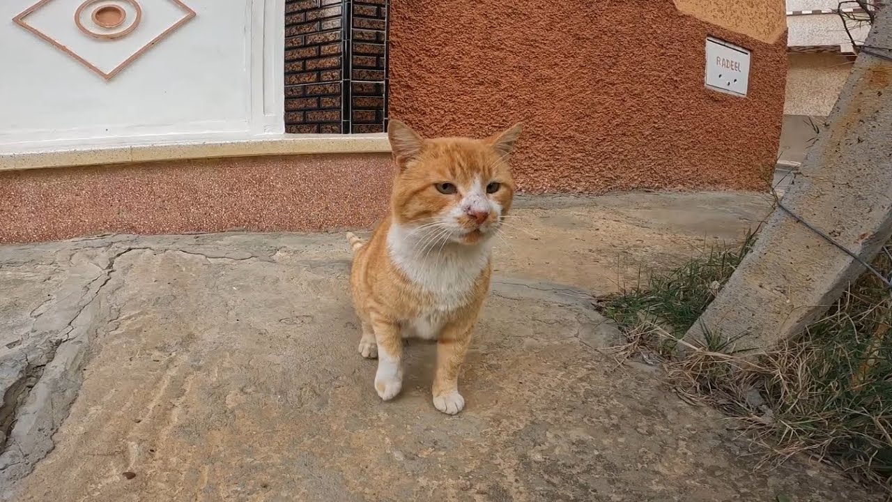 Terrified Street Cat was Scaredy|Until This Happened! - YouTube
