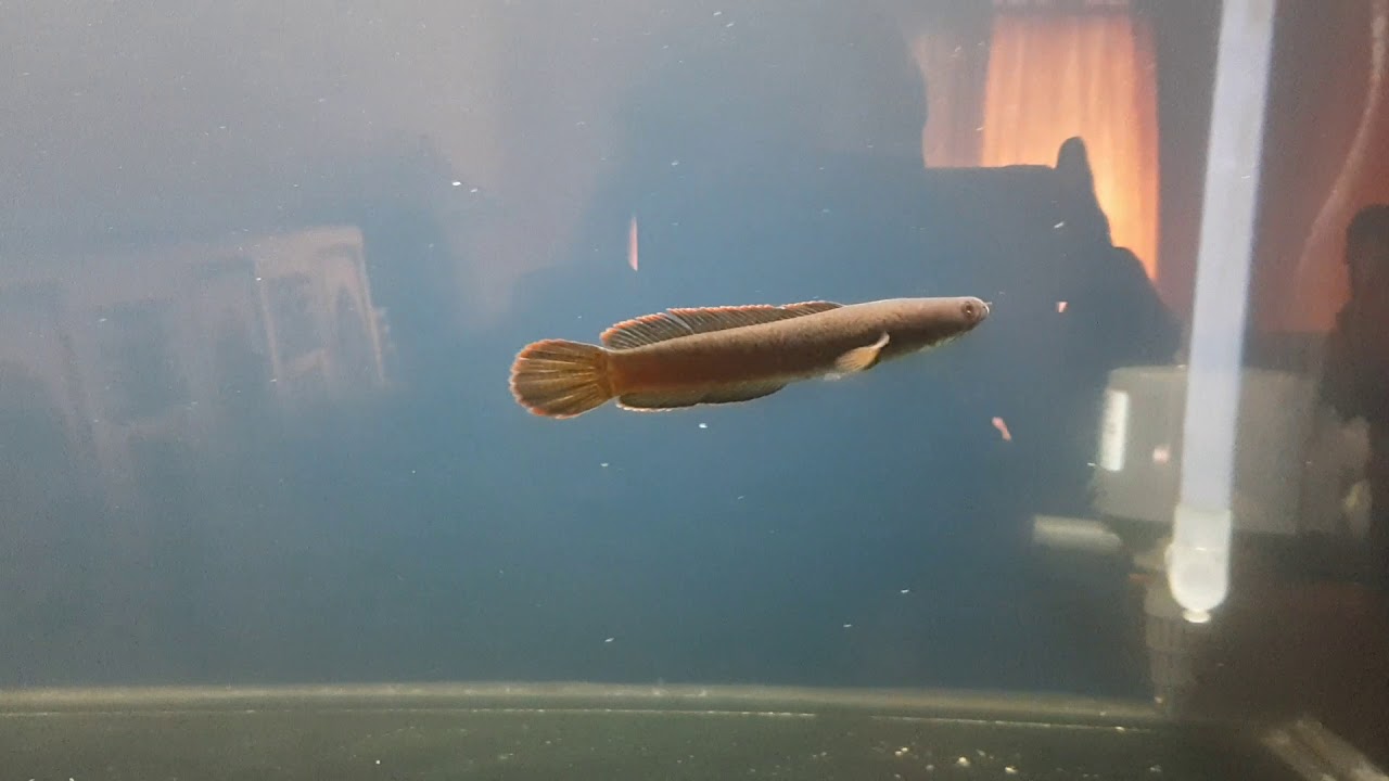 IKAN KOTES Spesies sungai lereng gunung merapi jogja CHANNA LIMBATA # ...