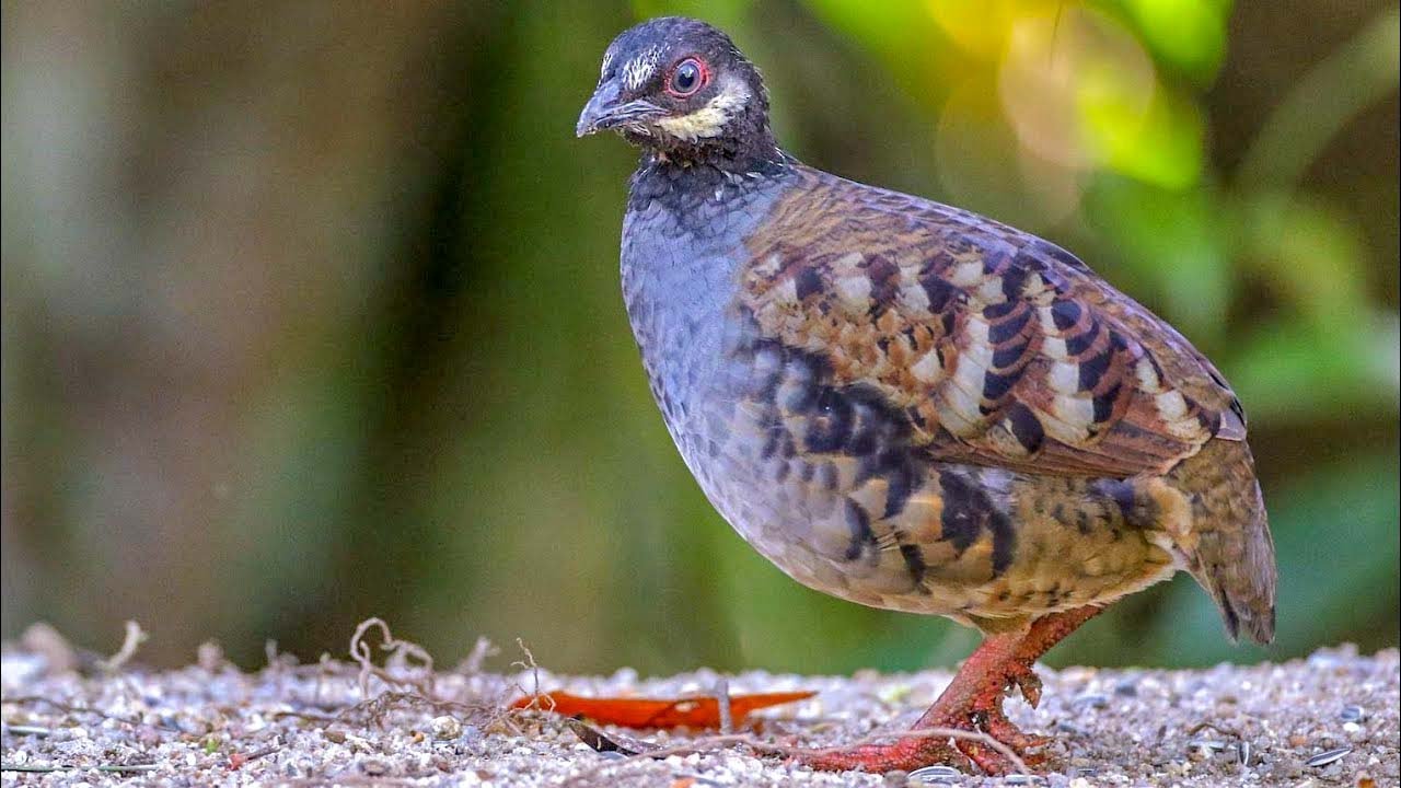Campbell's partridge (Arborophila campbelli) | close view | feeding ...