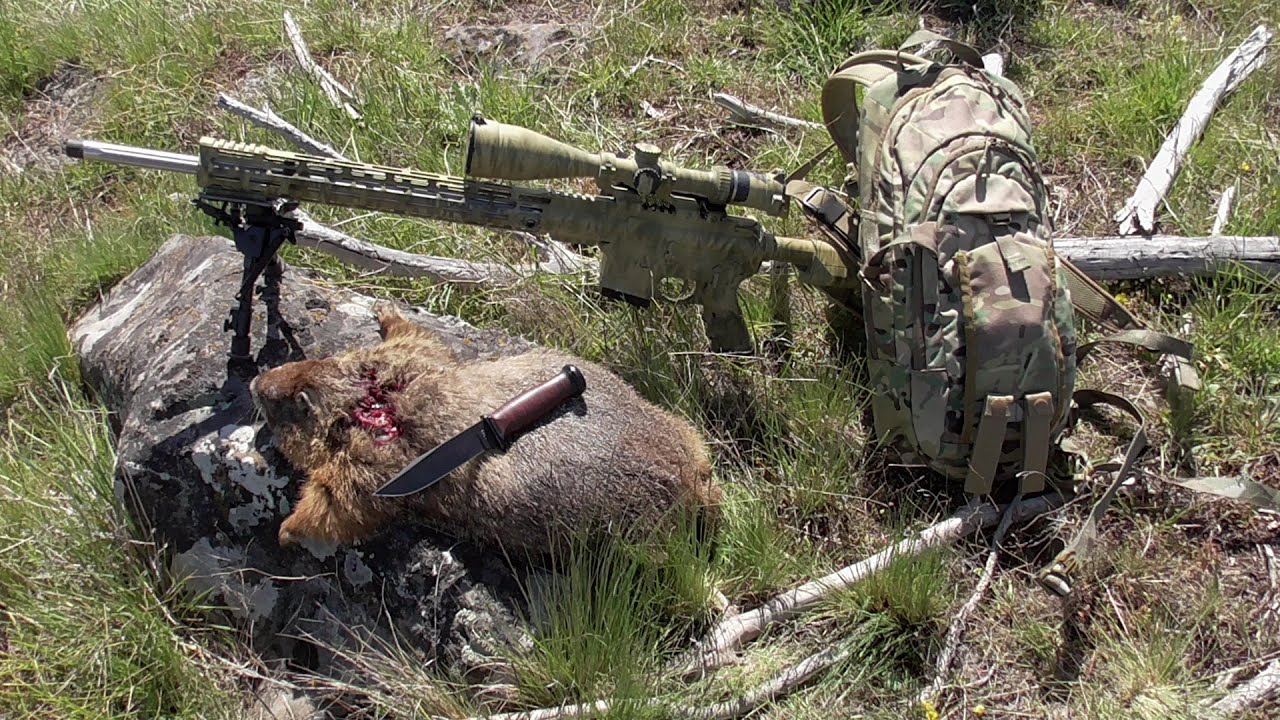 204 Ruger Makes Rock Chuck Suey! | Rock Chuck Hunting - YouTube