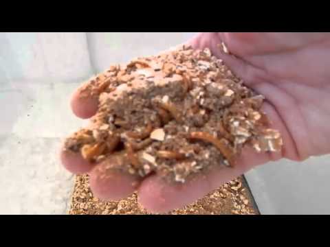 Raising Mealworms Superworms for feeding pets chickens, lizards, gecko ...