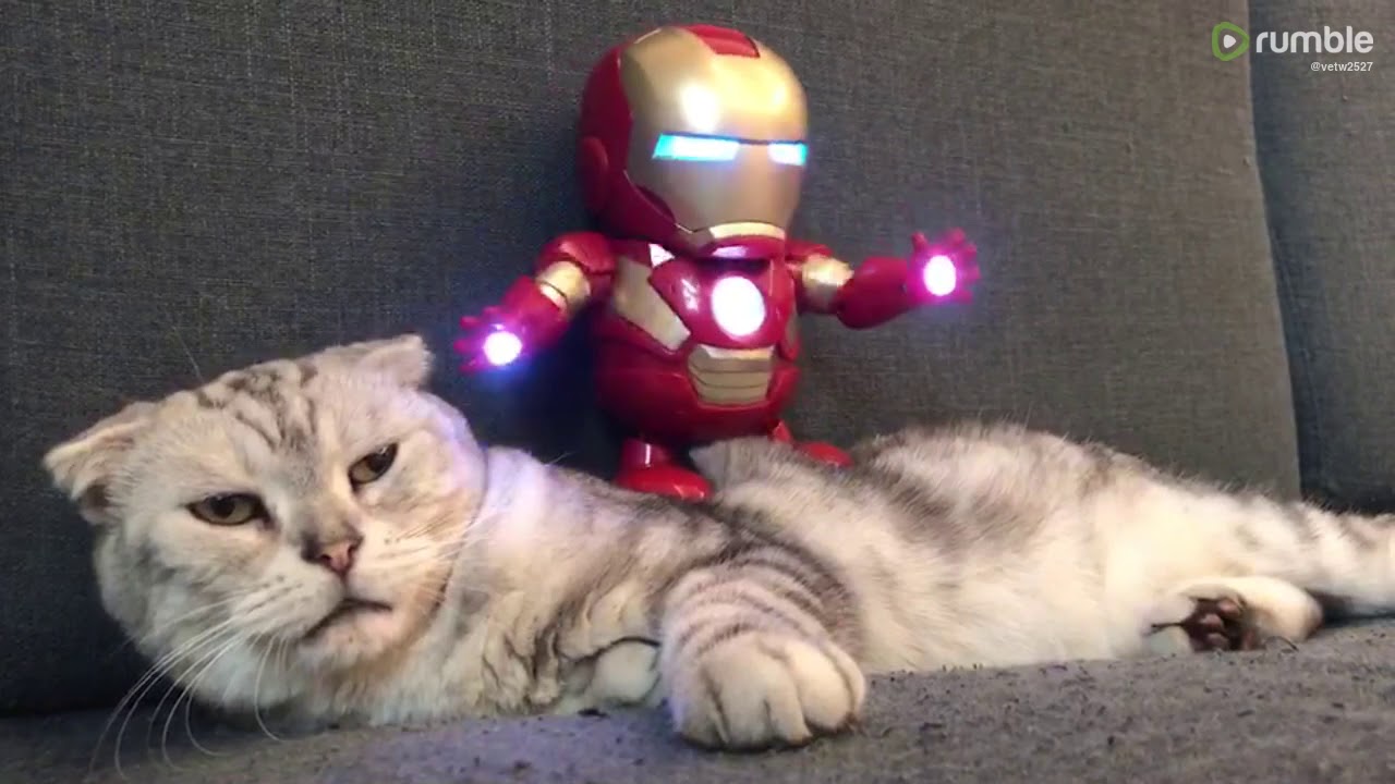 El gato extremadamente tolerante deja que el juguete de 'Iron Man ...