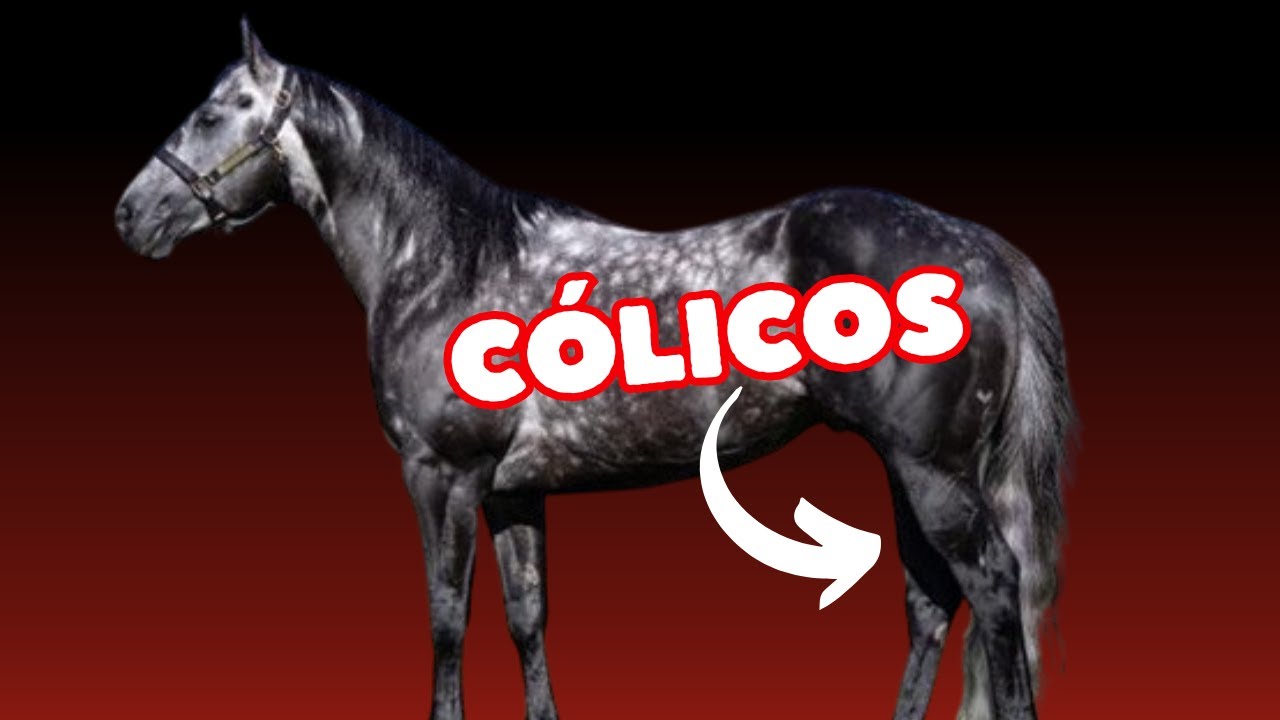 Cómo Identificar y Tratar Cólicos en Caballos - YouTube