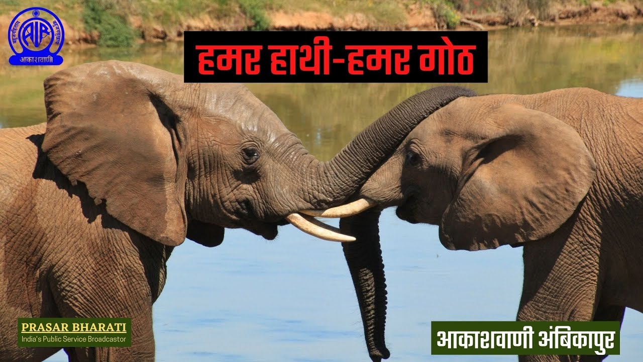 HAMAR HATHI HAMAR GOTH 27- 8- 2023 - YouTube