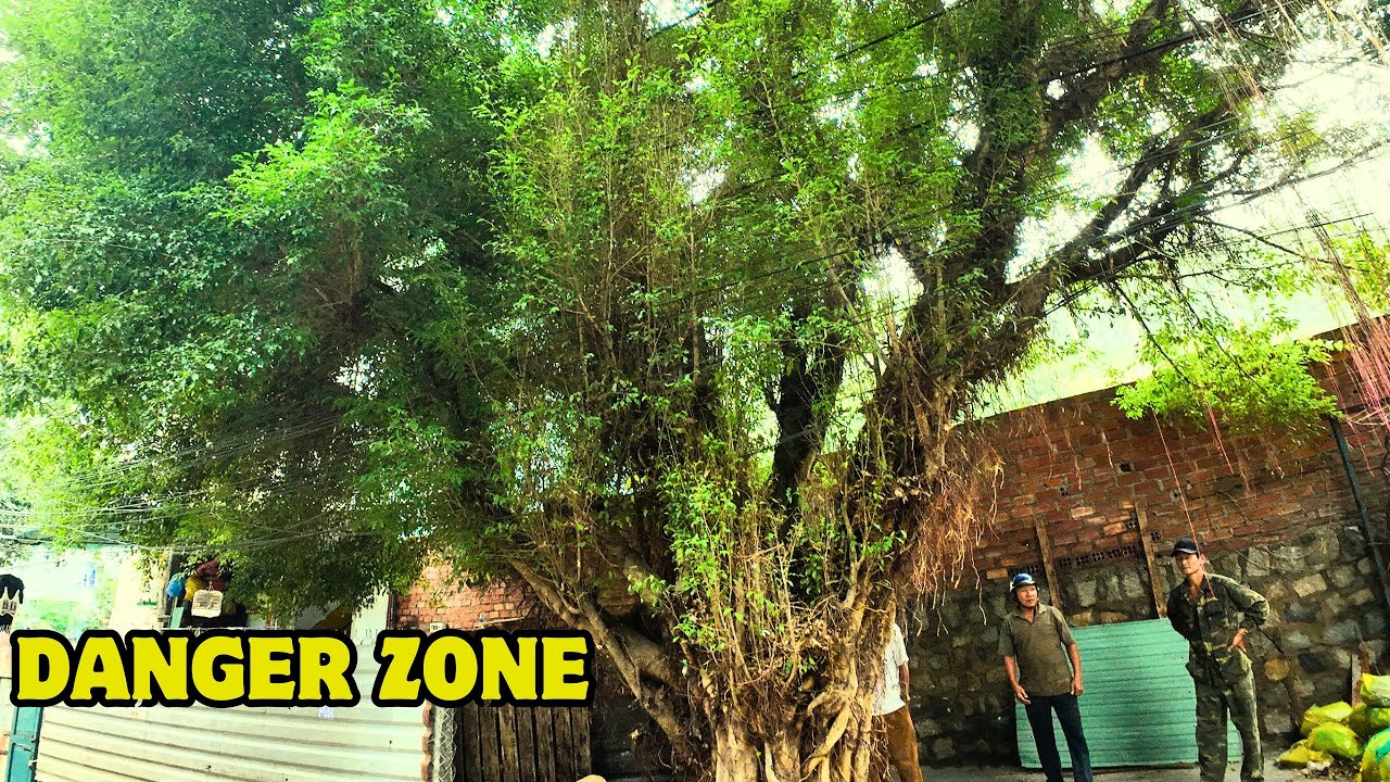 Danger Zone: Removing a Giant Tree Close to Houses and Power Cables ...