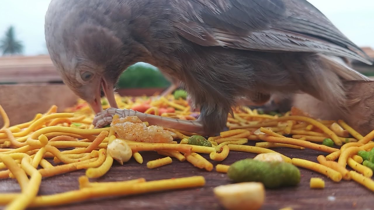 Close-Up Beak Adaptations for Specific Foods - YouTube