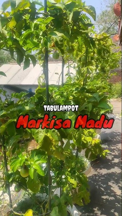 tabulampot markisa madu - YouTube