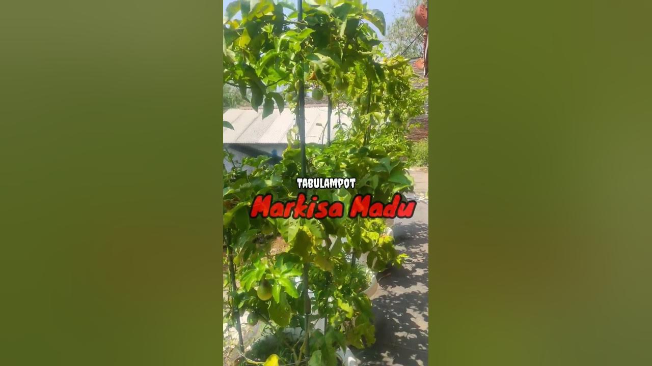 tabulampot markisa madu - YouTube
