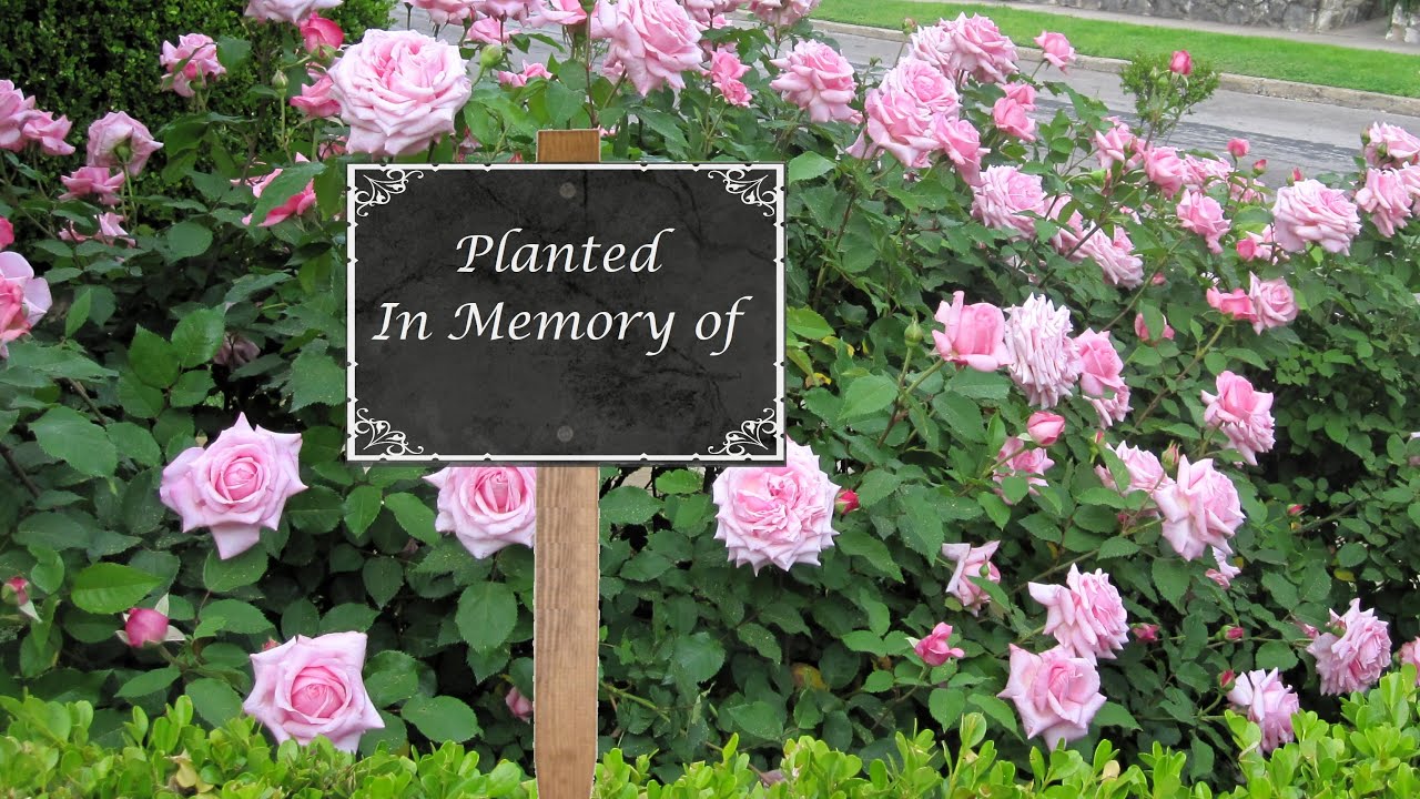Plant a Rose Bush in Memory - YouTube