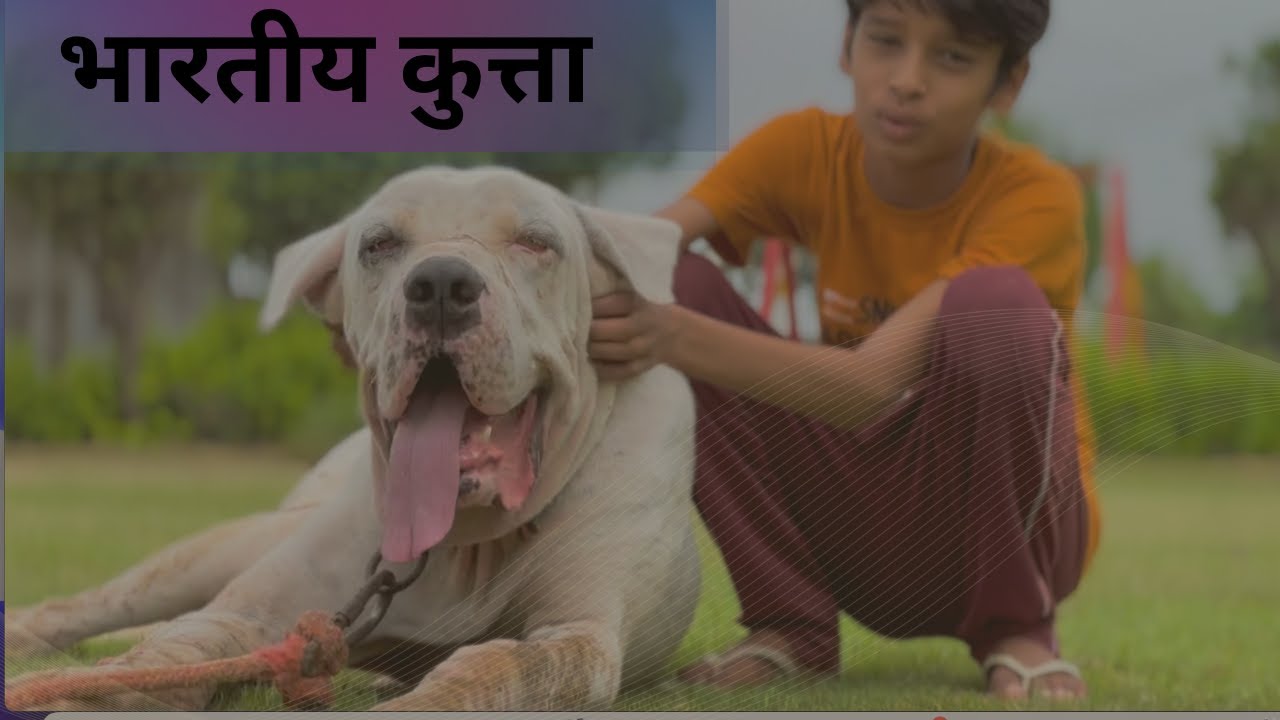 भारतीय कुत्ता indian bully dog beed puppy cute indian mastiff bull ...