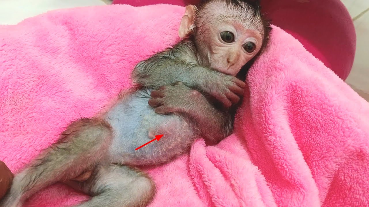 this lump make me worried, baby monkey annie. - YouTube