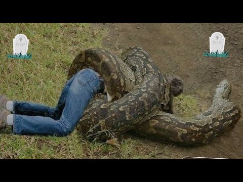 Python eats Indian Man Whole - YouTube