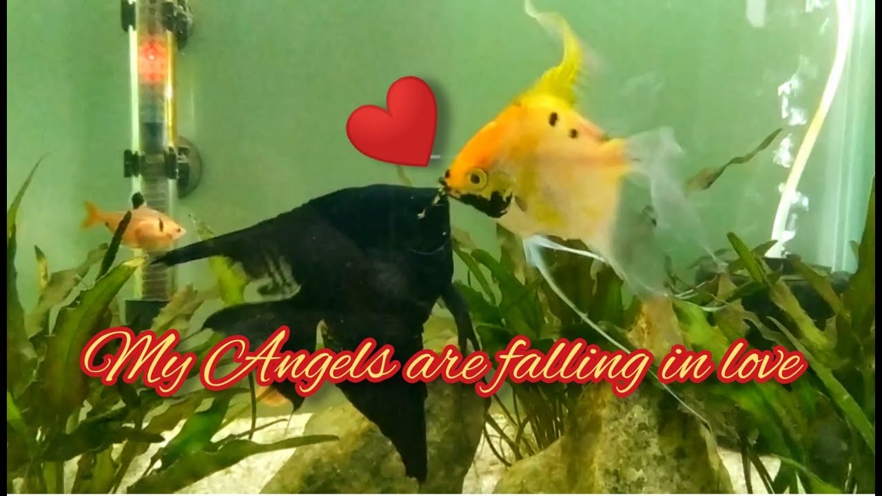 My Angels are falling in love || Angel fish mating behaviour || Angel ...
