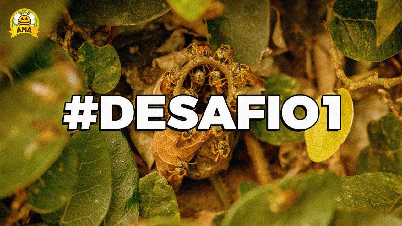 #DESAFIO1 | Encontrar e Registrar um NINHO DE ASF - YouTube