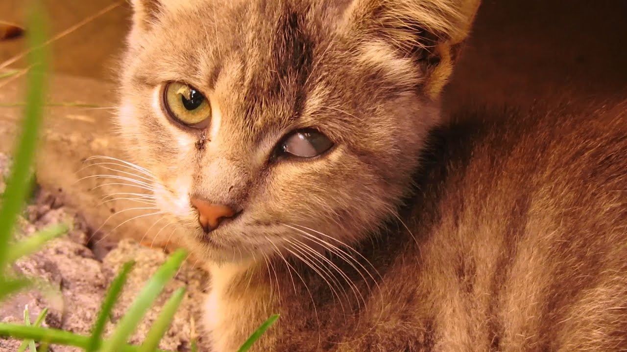 Kitten strabismus looking at me - YouTube