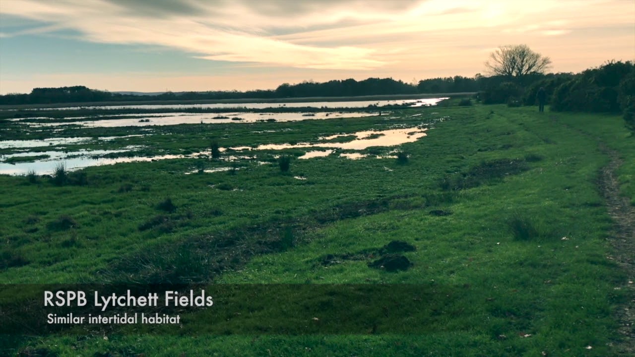 Moors at Arne - YouTube